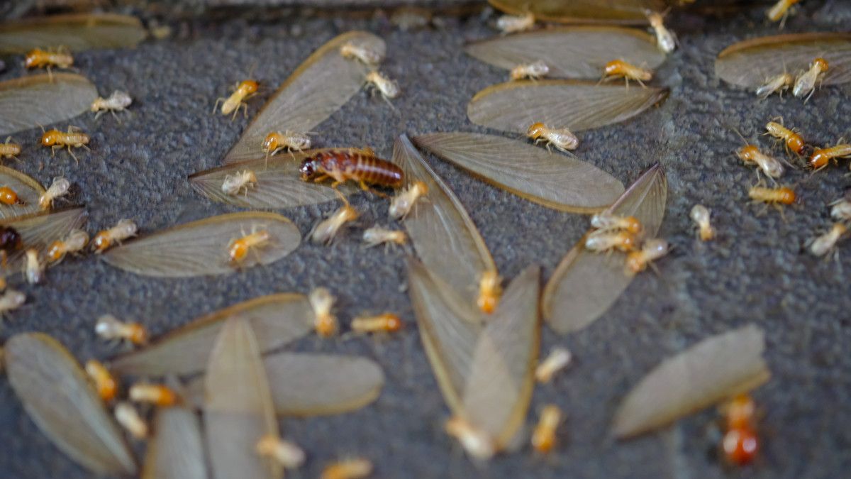 Efek Makan Laron, Berbahaya atau Bermanfaat? - KlikDokter