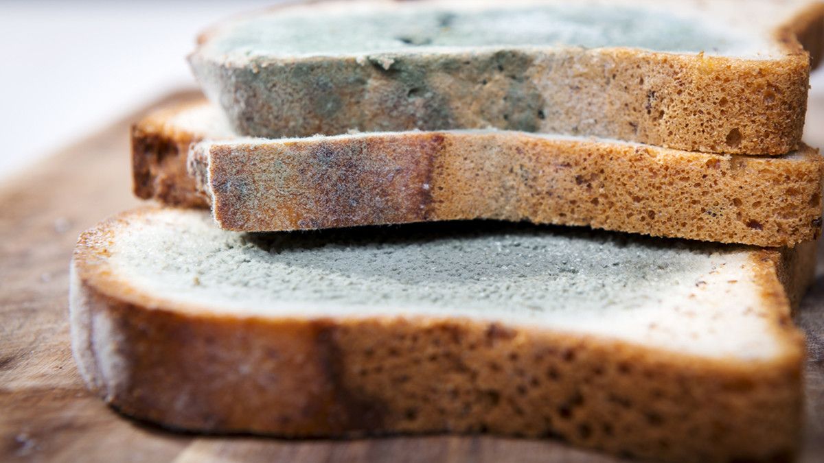 Jangan Makan Bagian Bersih dari Roti Berjamur, Ini Alasannya! - KlikDokter