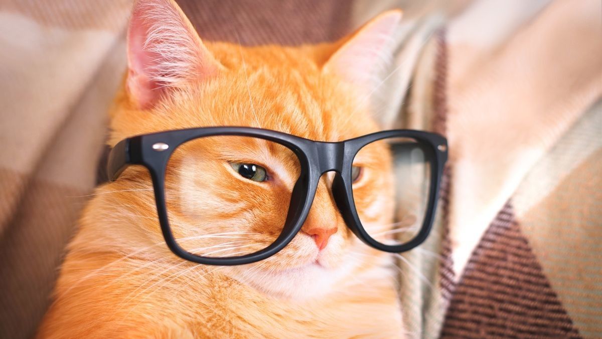 Penyebab Mata Kucing Merah dan Cara Mengatasinya - KlikDokter