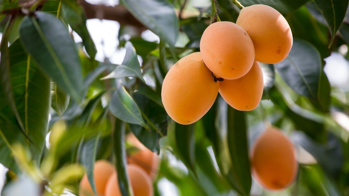 8 Manfaat Buah Raspberry bagi Kesehatan Kamu - KlikDokter