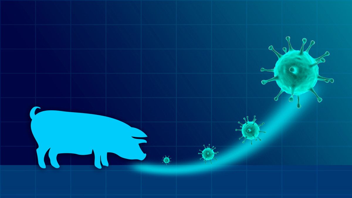 Mengenal H1N2, Flu Babi Langka yang Muncul di Kanada - KlikDokter