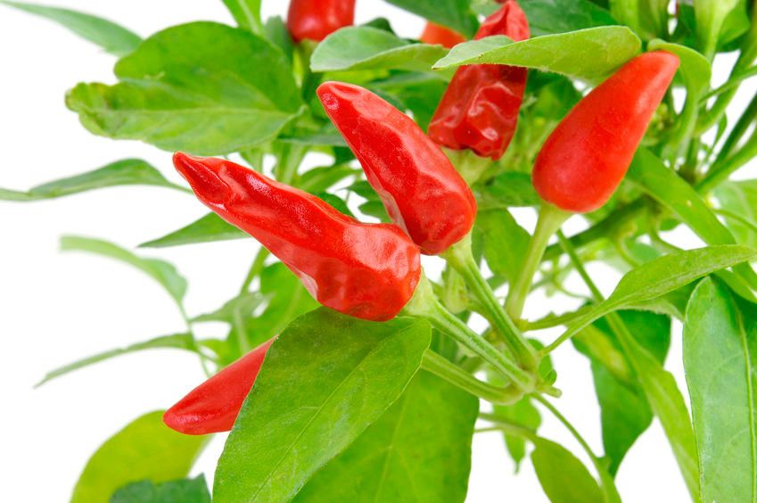 Ini Manfaat Sehat Daun Cabai - KlikDokter