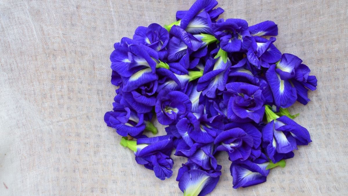 Efektifkah Bunga Telang untuk Mengatasi Rambut Rontok? - KlikDokter