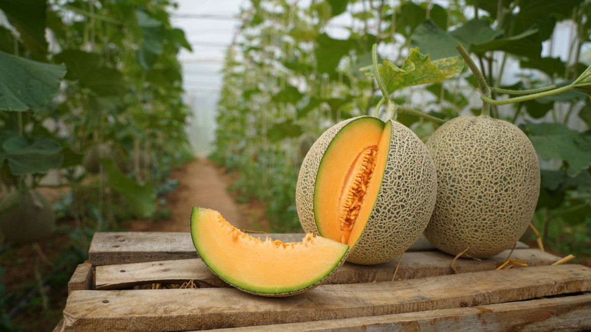 5 Manfaat Melon untuk Kulit - KlikDokter