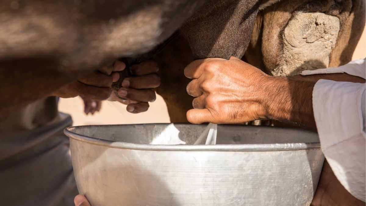 Manfaat Susu Unta untuk Diabetesi, Kaya Vitamin C - KlikDokter