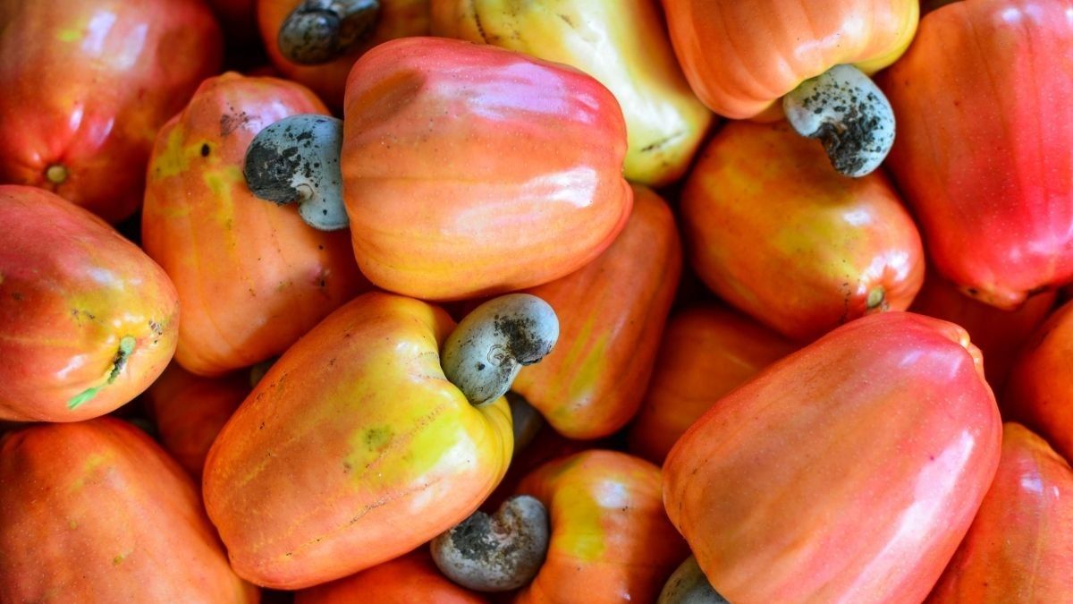 Manfaat Sehat Makan Jambu Monyet - KlikDokter