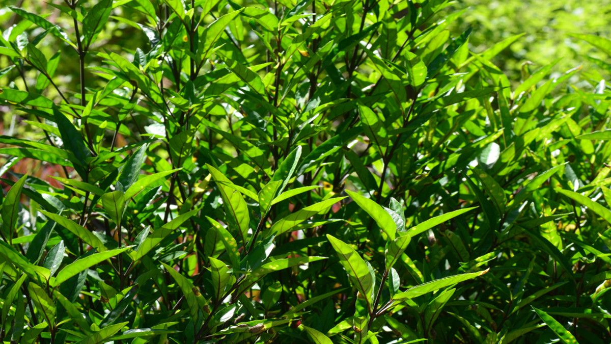 Benarkah Daun Gandarusa Efektif untuk Kontrasepsi Pria? - KlikDokter