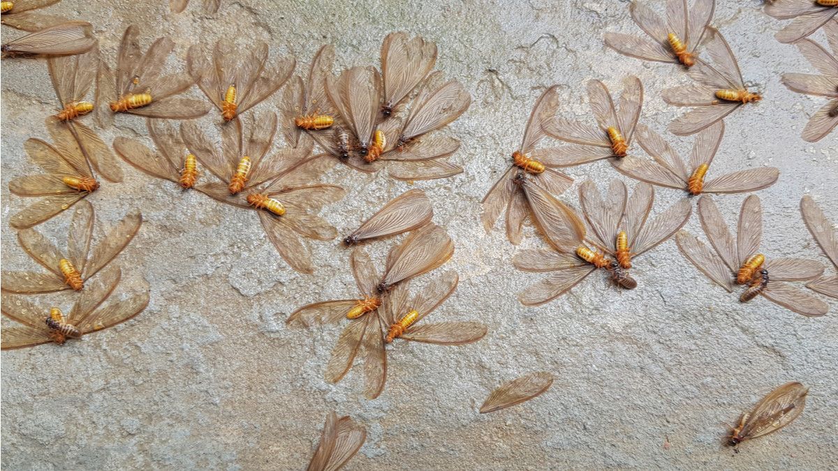 Efek Makan Laron, Berbahaya atau Bermanfaat? - KlikDokter