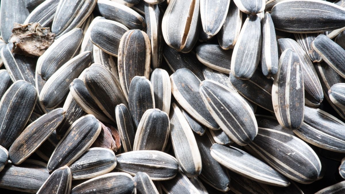 Manfaat Biji Bunga Matahari untuk Kesuburan Pria dan Wanita - KlikDokter