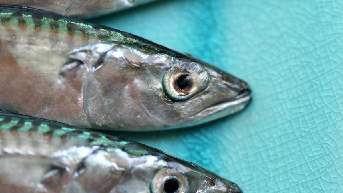 Jenis Ikan yang Perlu Dihindari Ibu Hamil - KlikDokter