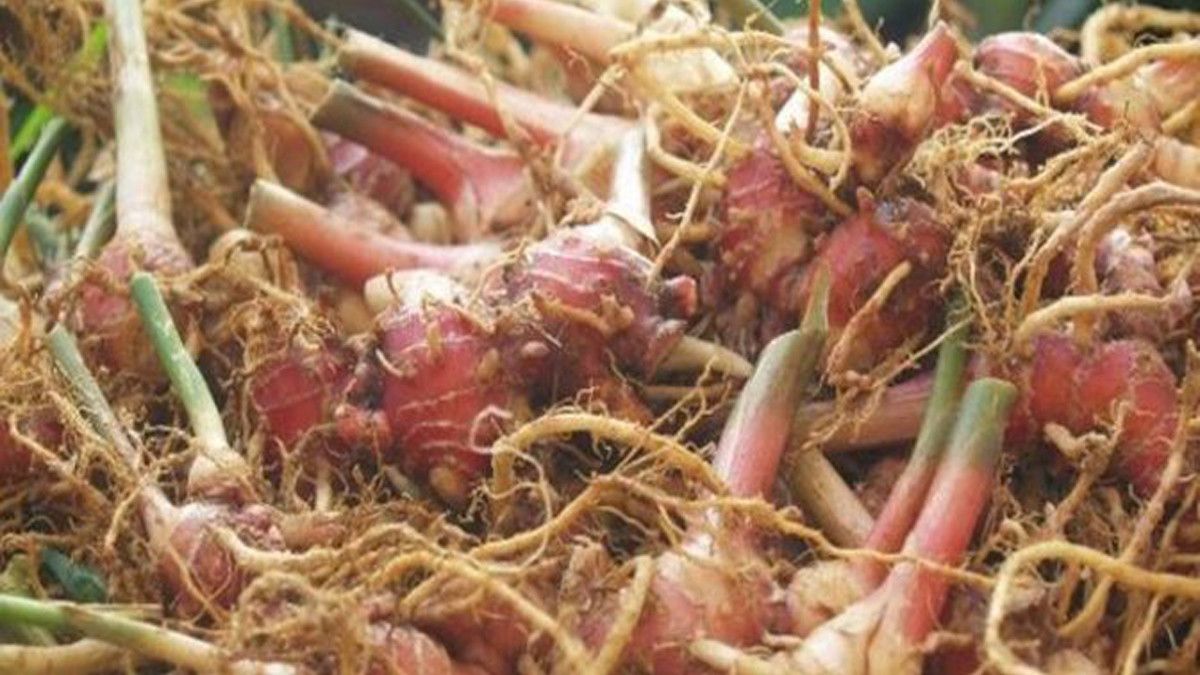 Manfaat Jahe Merah untuk Kesehatan Pencernaan - KlikDokter