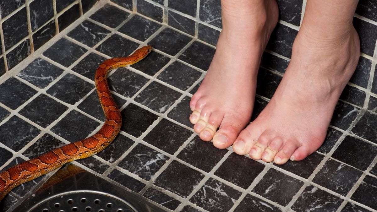 Pertolongan Pertama pada Korban Gigitan Ular - KlikDokter