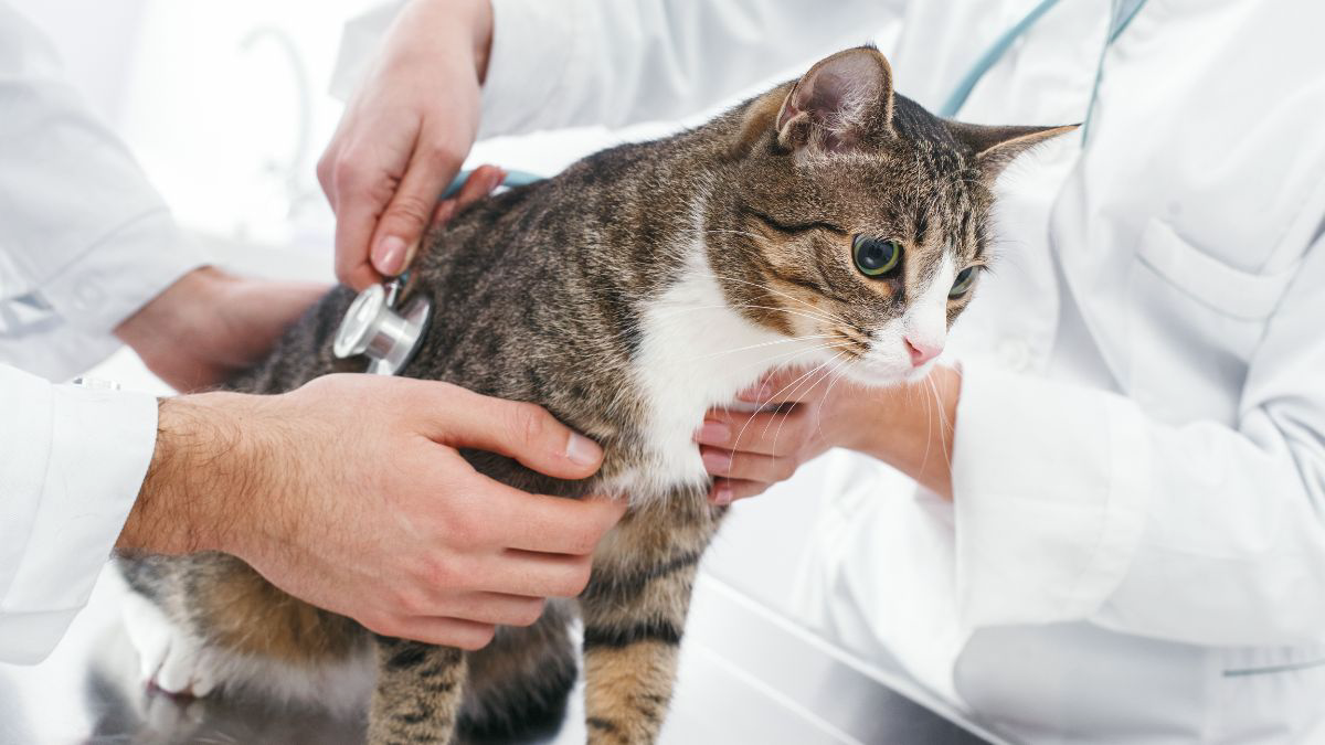 Penyebab dan Cara Mengatasi Sesak Napas pada Kucing - KlikDokter
