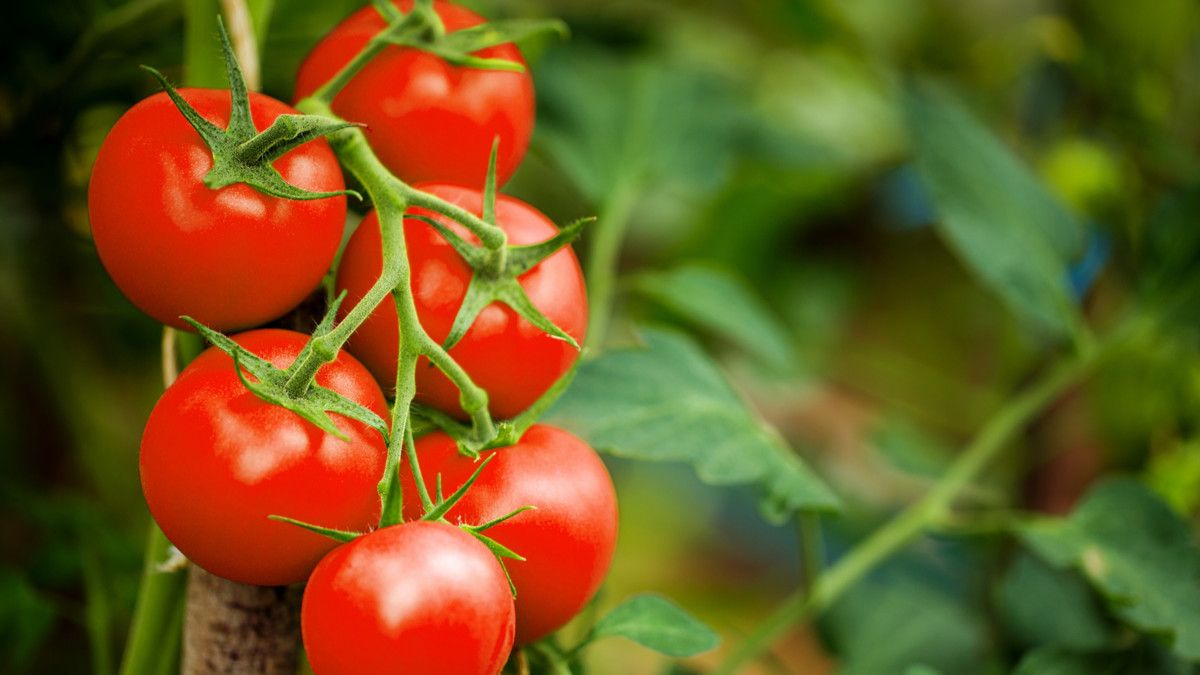 Daftar Buah yang Mengandung Likopen dan Manfaatnya Bagi Tubuh - KlikDokter