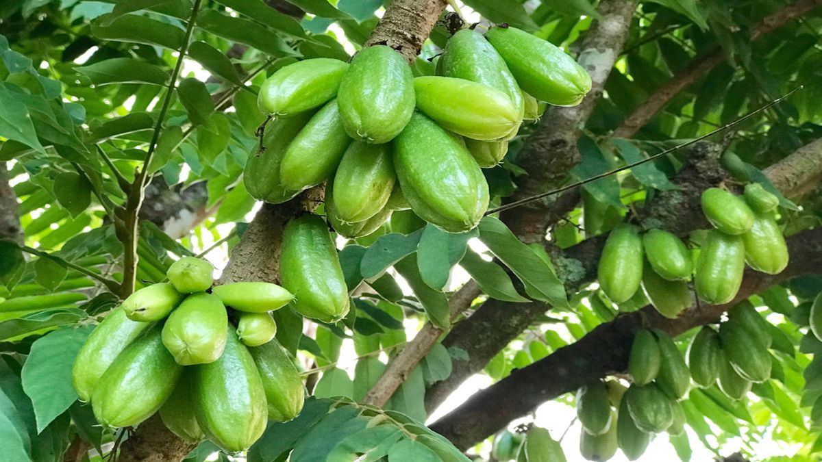 Benarkah Belimbing Wuluh Bisa Memutihkan Gigi? - KlikDokter