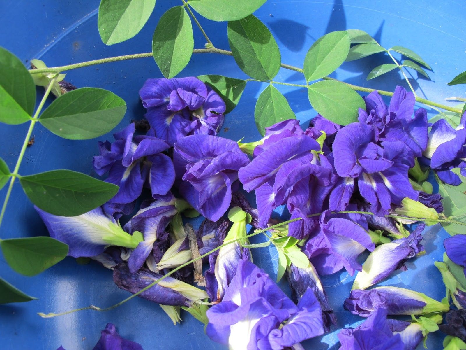 Efek Samping Kompres Daun Telang untuk Mata - KlikDokter