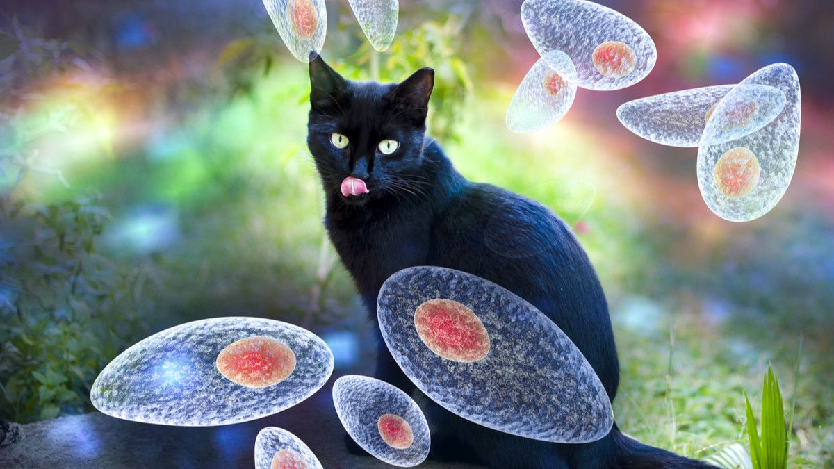 Benarkah Parasit Kucing Bisa Mengubah Perilaku Manusia? - KlikDokter