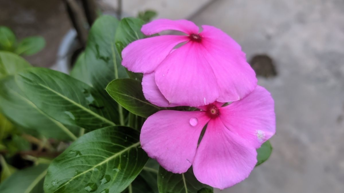 Mengungkap Manfaat Tanaman Tapak Dara untuk Kesehatan - KlikDokter