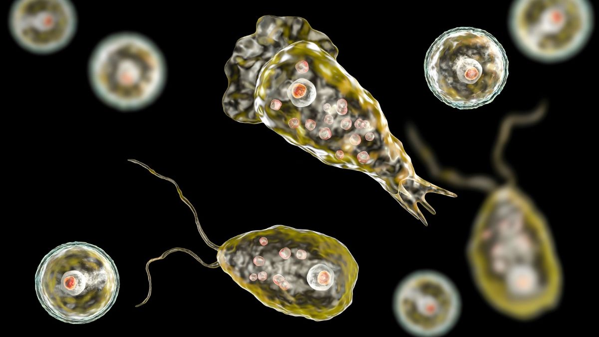 Mengenal Amoeba Naegleria Fowleri, Virus Pemakan Otak - KlikDokter