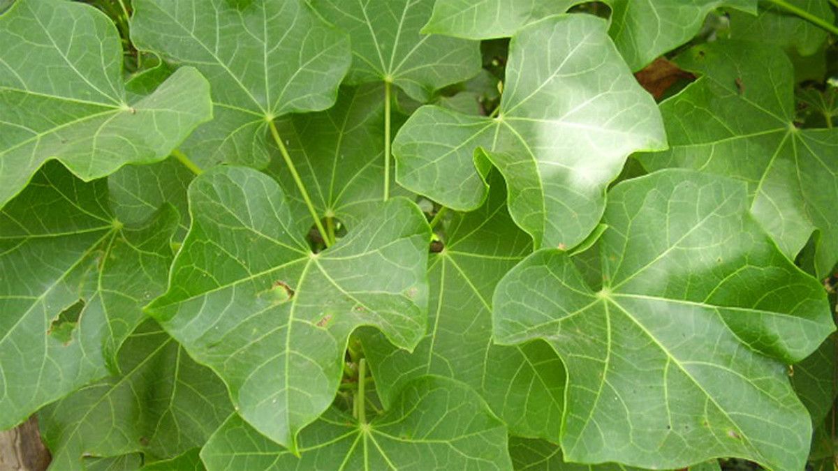 Manfaat Getah Jarak untuk Mengatasi Nyeri Sakit Gigi - KlikDokter