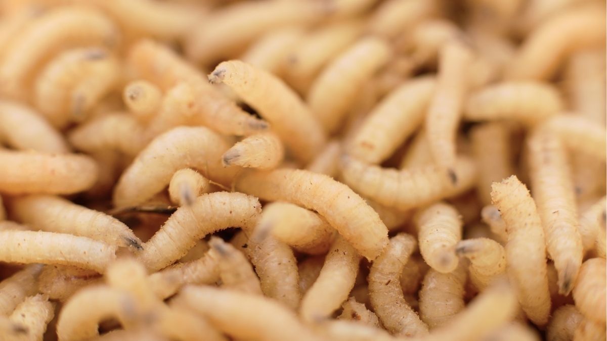 Maggot Therapy, Perawatan Luka Diabetes Pakai Belatung - KlikDokter