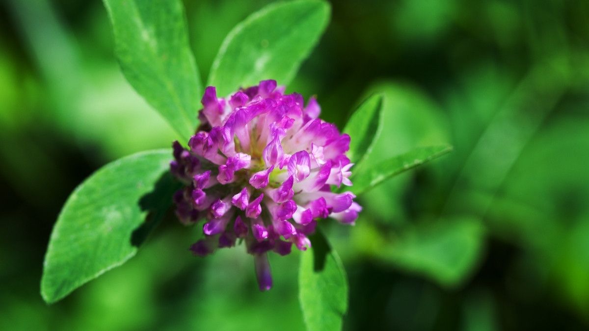 Semanggi Merah Dapat Kurangi Gejala Menopause, Benarkah? - KlikDokter