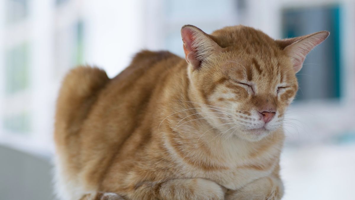 Cara Membuat Oralit untuk Kucing Diare - KlikDokter