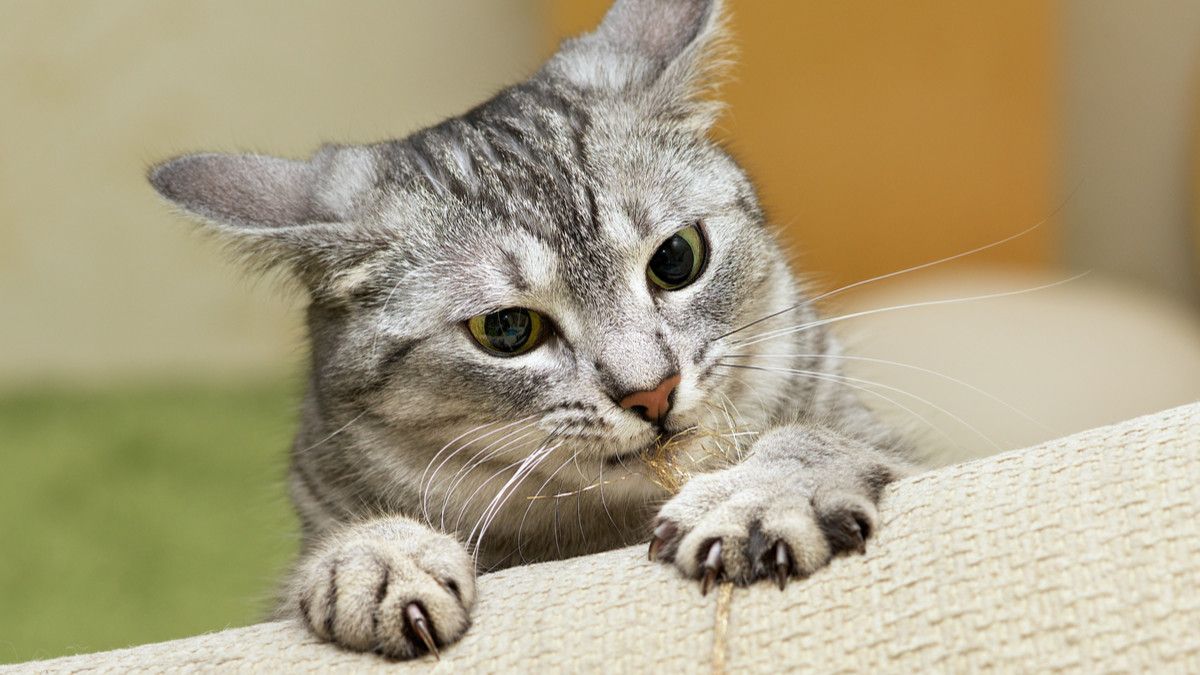 Anak Dicakar Kucing? Atasi dengan Cara Ini Agar Tidak Infeksi - KlikDokter