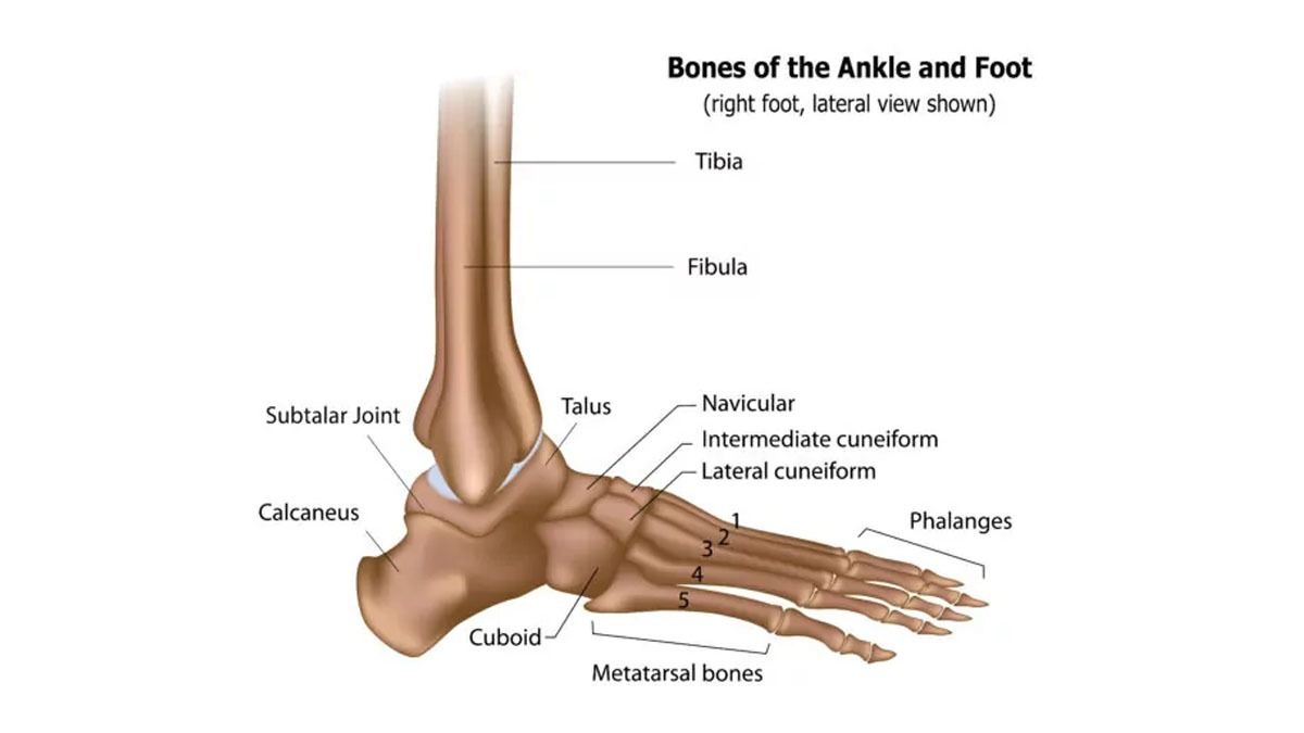 Tulang Pergelangan Kaki: Bentuk, Fungsi, dan Risiko Penyakitnya ...
