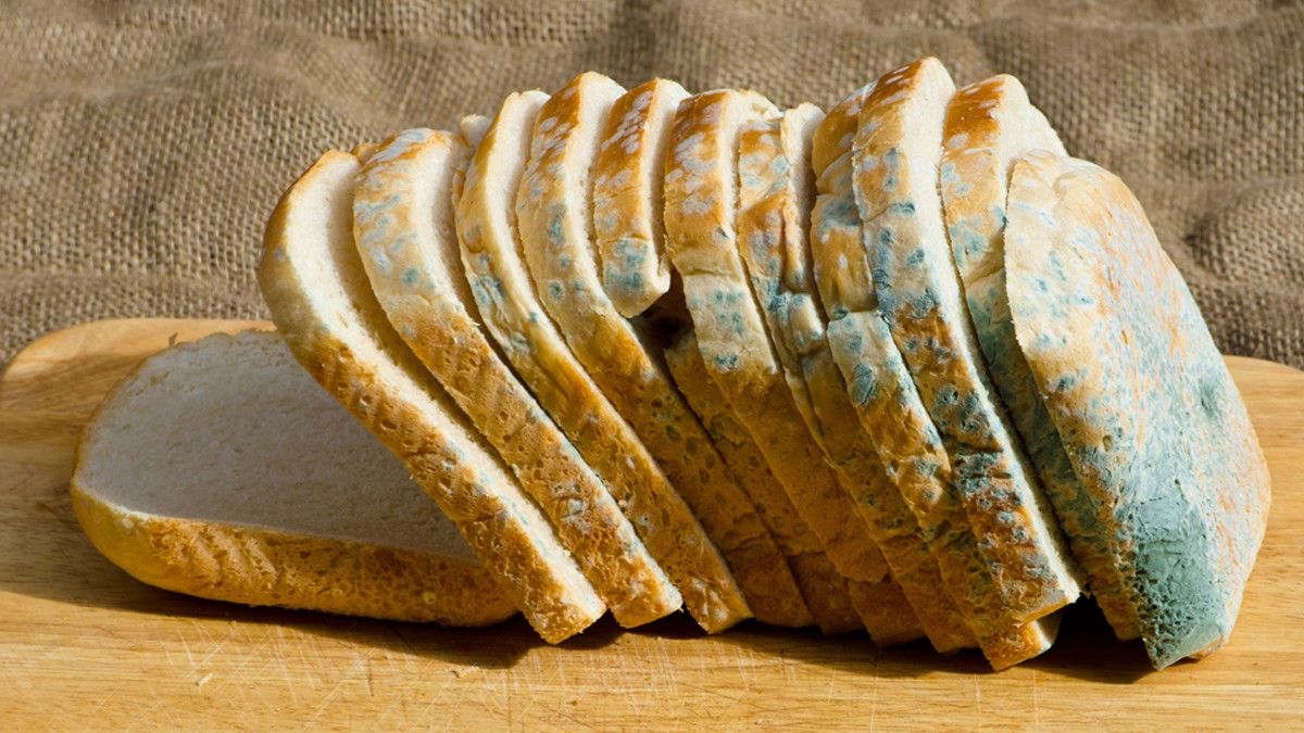Jangan Makan Bagian Bersih dari Roti Berjamur, Ini Alasannya! - KlikDokter