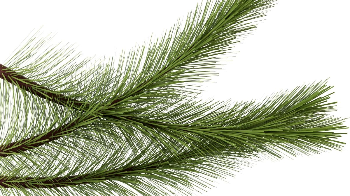 Mengenal Soda Pinus, Cara Membuat, dan Kandungan Gizinya - KlikDokter