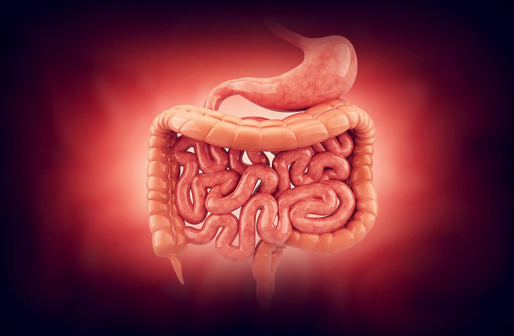 Kunci Hidup Sehat Berawal dari Usus yang Sehat, Benarkah? - KlikDokter