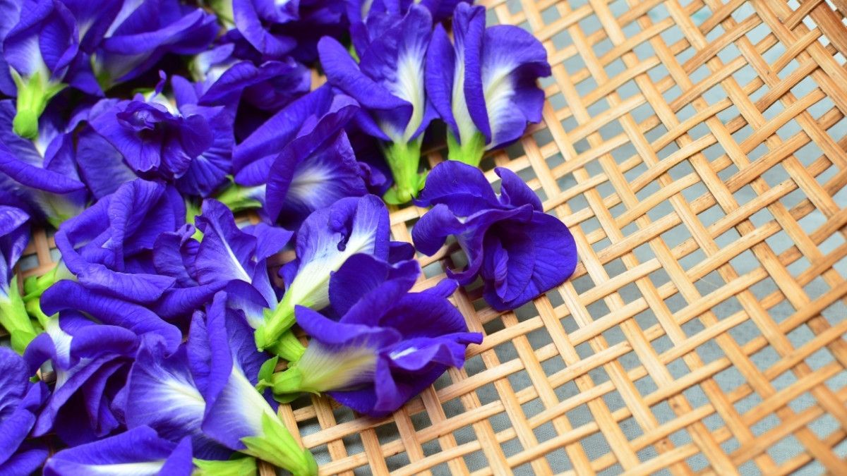 Efektifkah Bunga Telang untuk Mengatasi Rambut Rontok? - KlikDokter