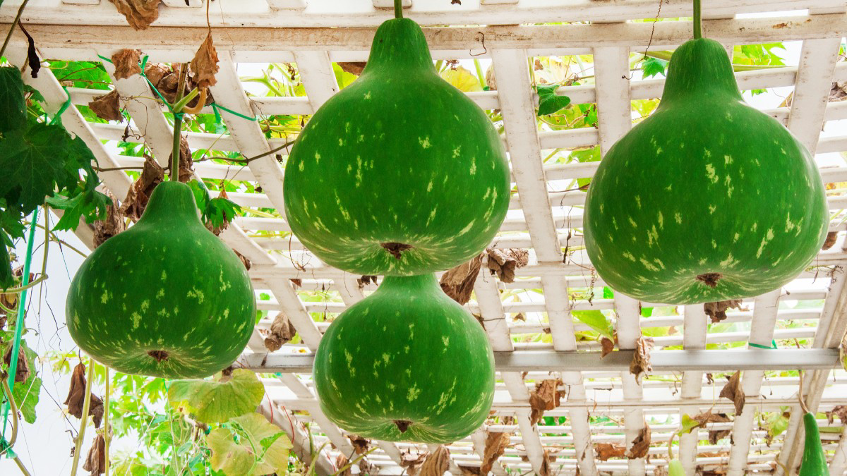12 Manfaat Labu Air untuk Kesehatan Tubuh - KlikDokter