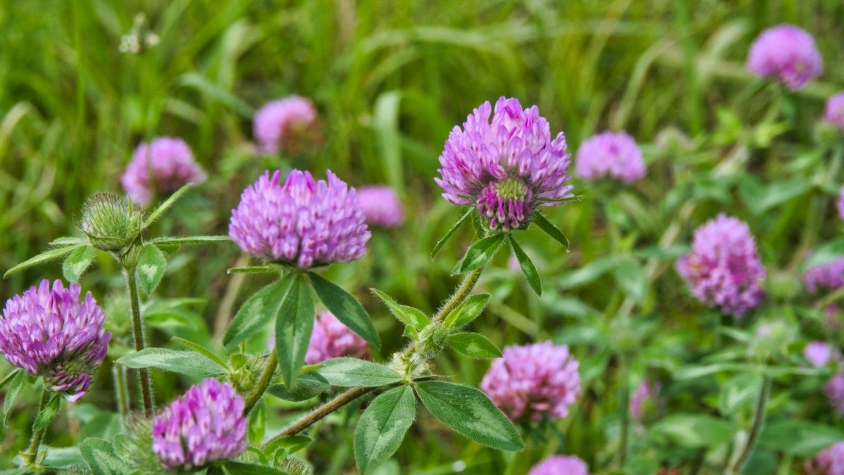 Semanggi Merah Dapat Kurangi Gejala Menopause, Benarkah? - KlikDokter