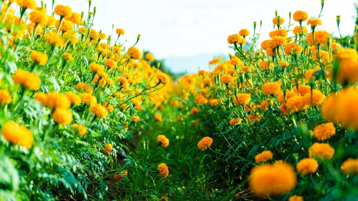 Menyingkap Manfaat Bunga Randa Kencana untuk Kecantikan - KlikDokter