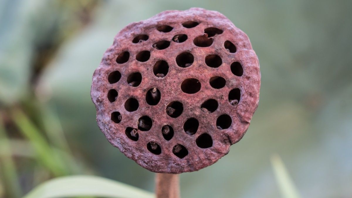 Tryphophobia - Penyebab, Gejala, Pengobatan - KlikDokter