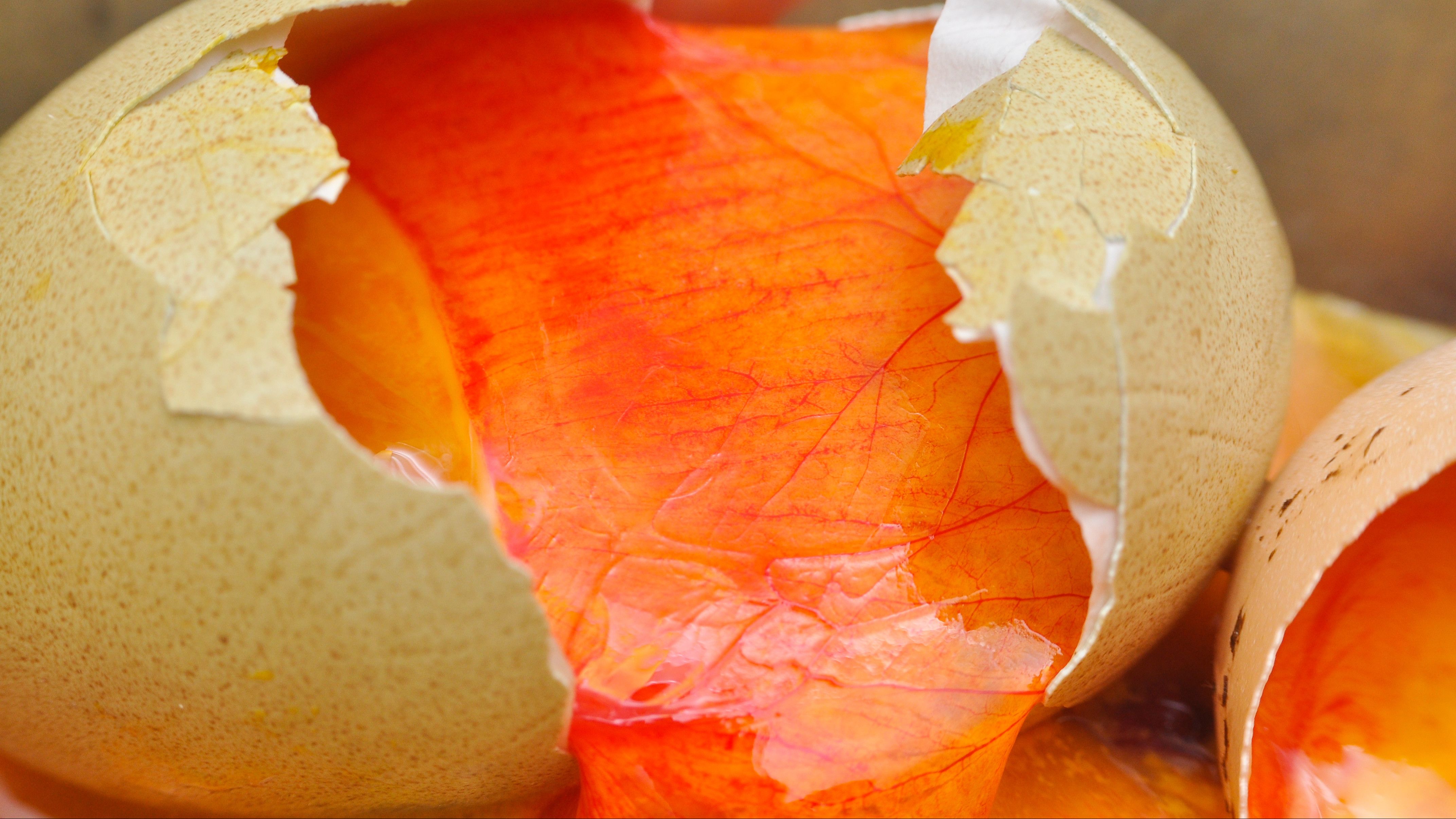 Telur Infertil Beredar di Pasaran, Adakah Bahayanya buat Kesehatan ...