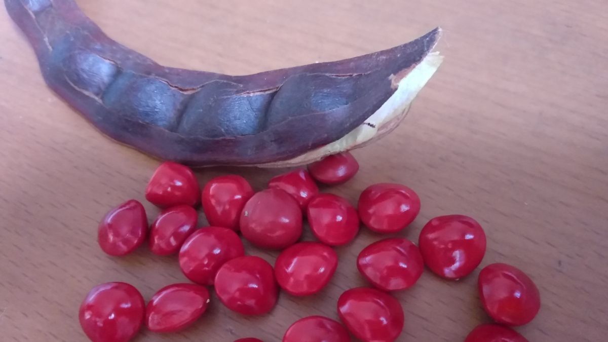 5 Tanaman dan Bahan Herbal untuk Tulang Keropos - KlikDokter