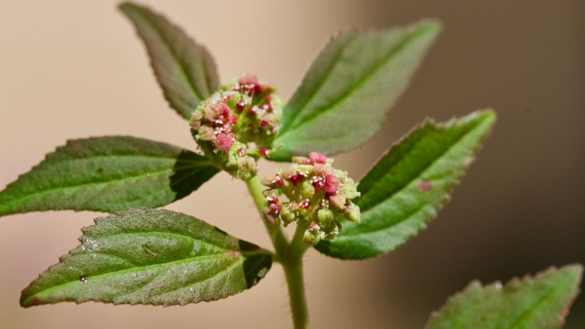 Manfaat Daun Patikan Kebo untuk Kesehatan - KlikDokter