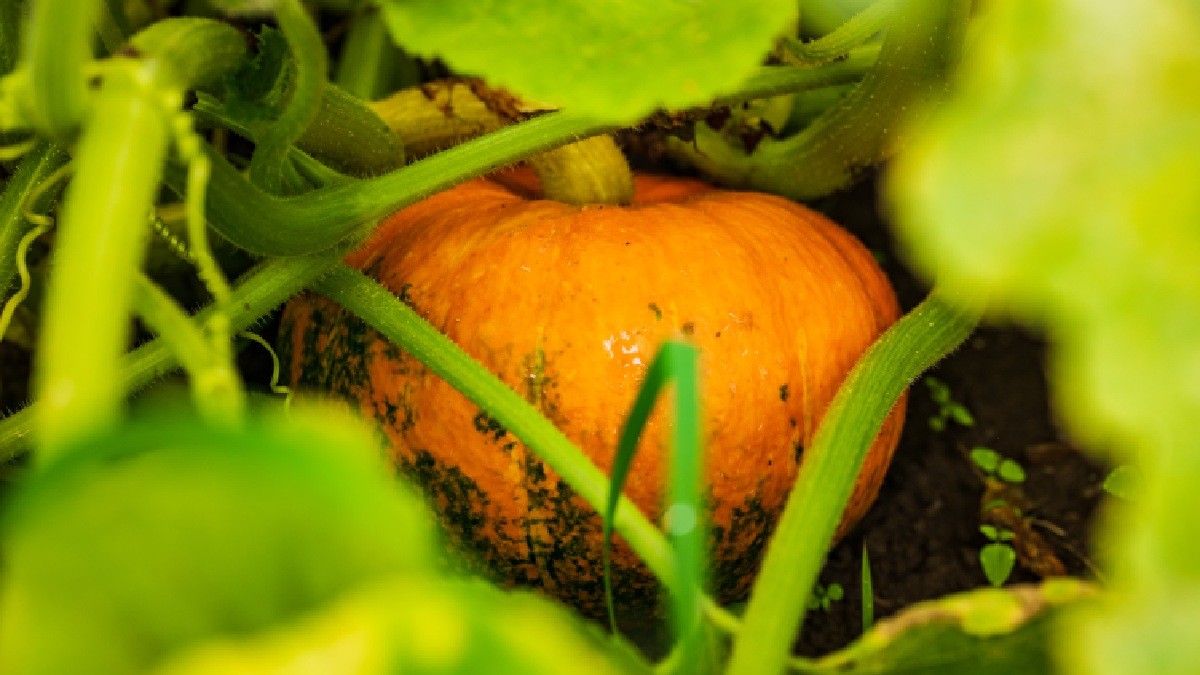 Manfaat Labu Air untuk Kesehatan Tubuh - KlikDokter