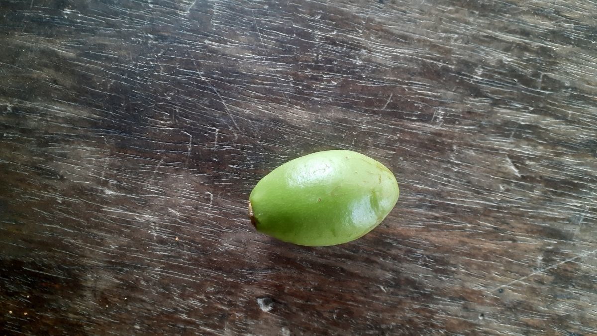 3 Manfaat Jus Amla untuk Kesehatan Pasien Penyakit Ginjal - KlikDokter