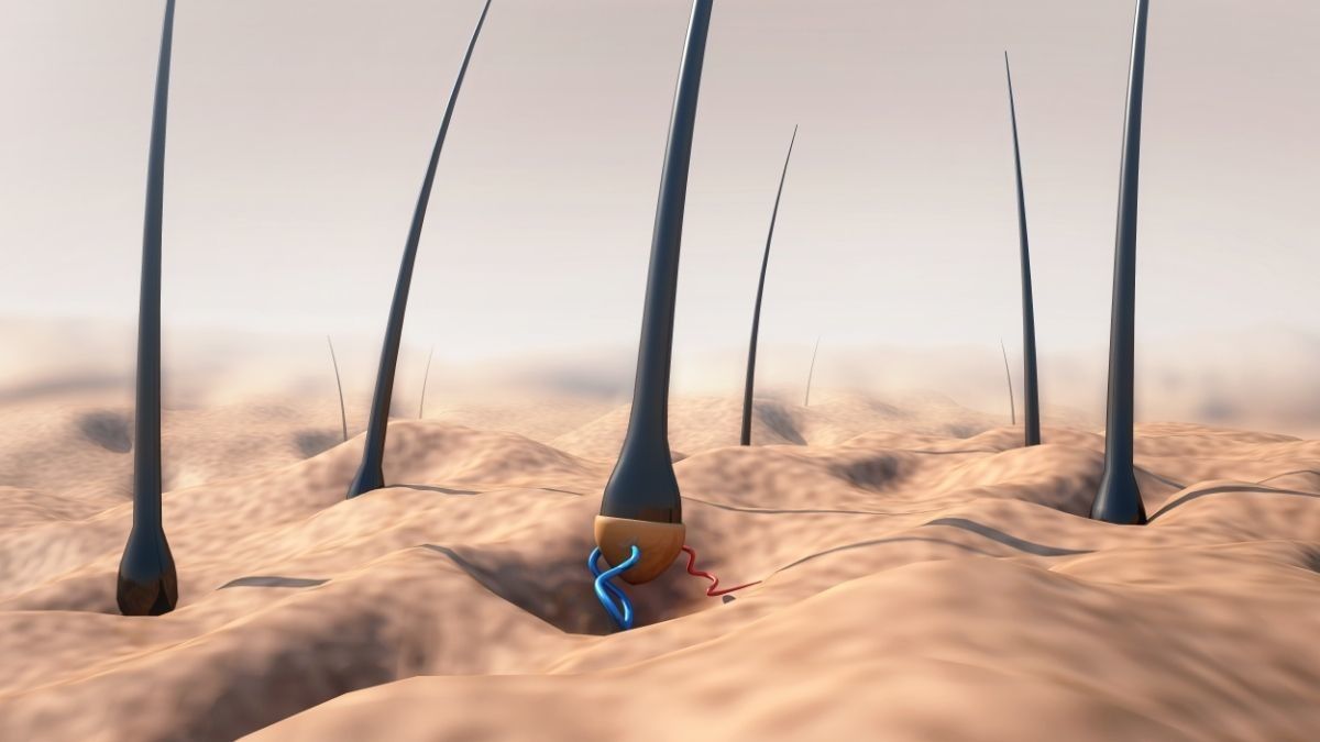 Penyebab Rambut Tumbuh ke Dalam dan Cara Mengatasinya - KlikDokter