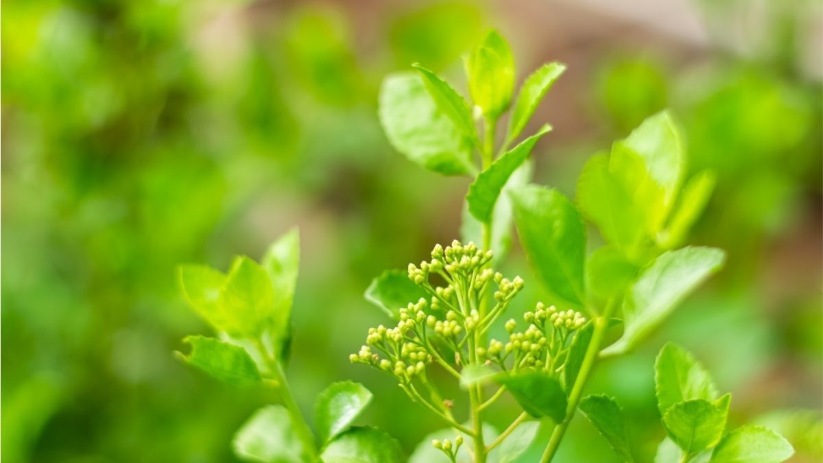 Manfaat Daun Beluntas untuk Kesehatan Tubuh Anda - KlikDokter