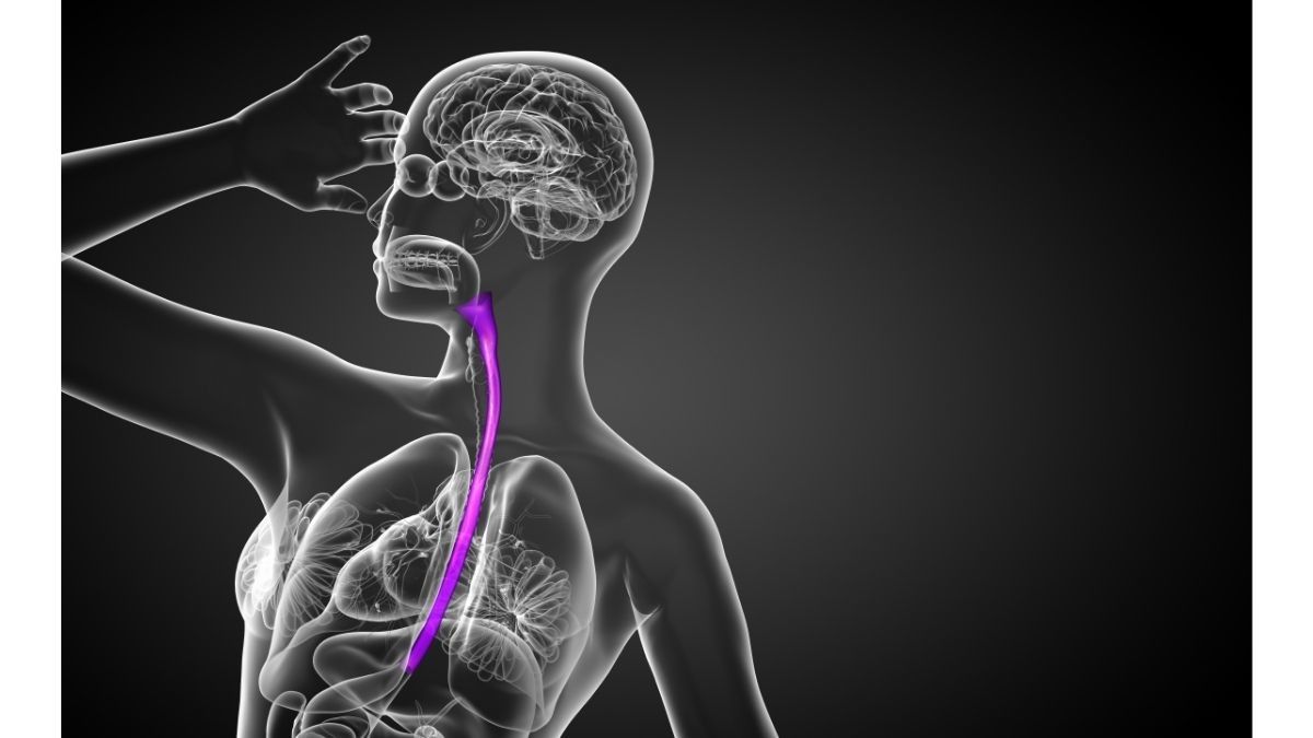 Mengenal Organ Sistem Pencernaan Manusia dan Fungsinya - KlikDokter