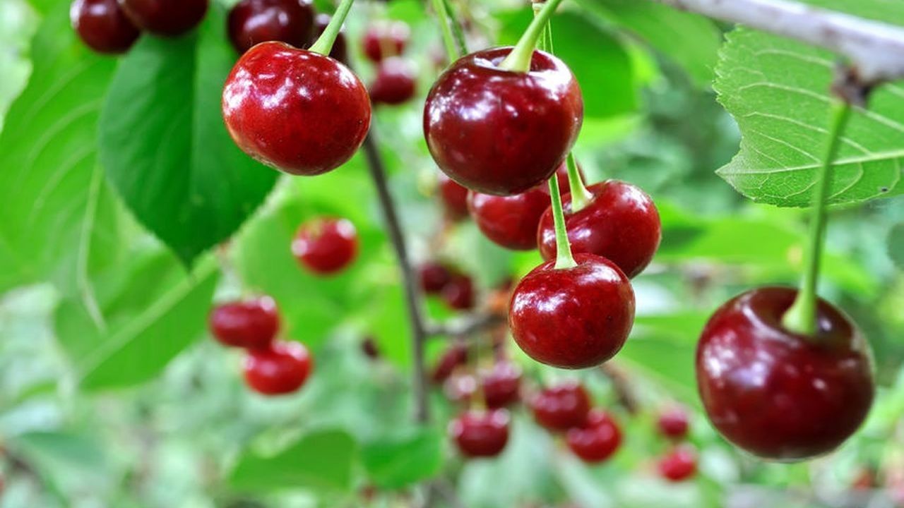 Buah Ceri Bermanfaat bagi Diabetes, Benarkah? - KlikDokter