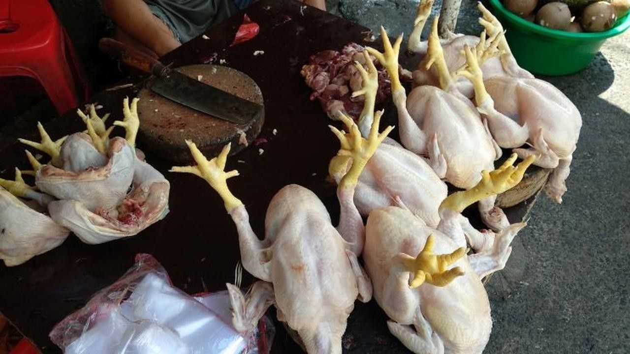 Mana Lebih Sehat, Konsumsi Ayam Kampung atau Ayam Negeri? - KlikDokter