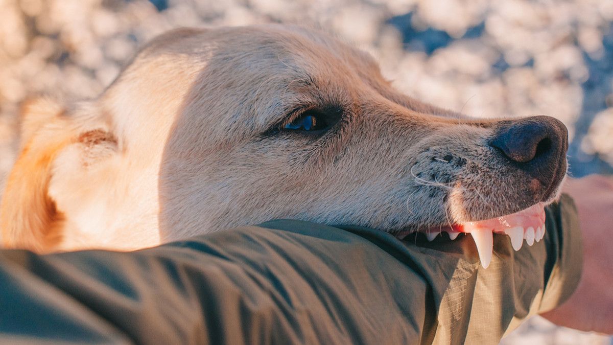 8 Mitos dan Fakta Rabies yang Perlu Kamu Tahu! - KlikDokter