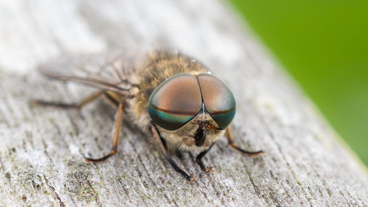 Inggris Hadapi Serangan Horse Fly atau Lalat Pikat Pengisap Darah ...
