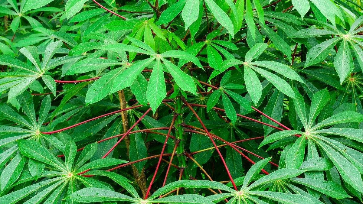 11 Manfaat Daun Singkong untuk Kesehatan Kamu - KlikDokter